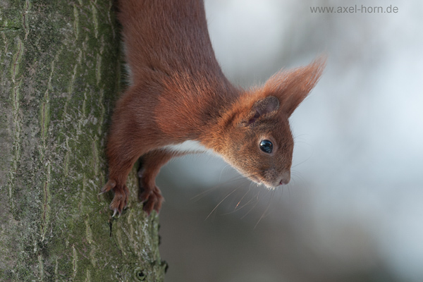 Eichhörnchen (Sciurus vulgaris) | Naturfotografie Axel Horn