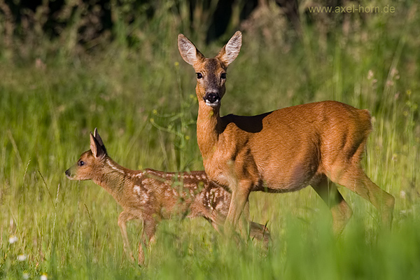 Tierkinder | Naturfotografie Axel Horn